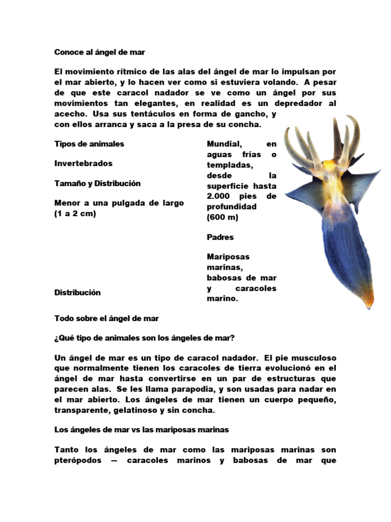 Características del ángel de mar | PDF | Depredación | Tentáculo