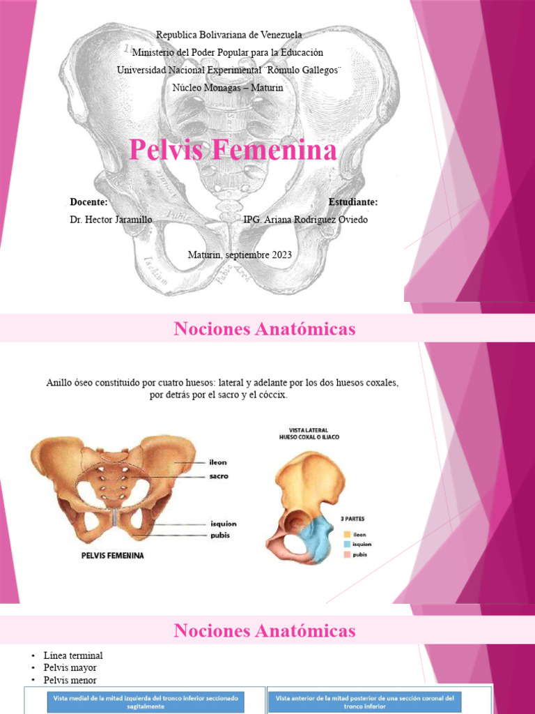 Anatomía y Pelvimetría de la Pelvis Femenina | PDF | Pelvis | Sistema ...