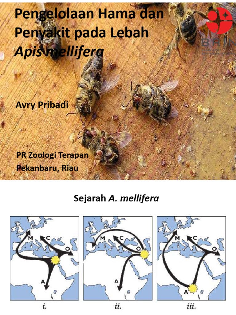 Pengelolaan Hama Dan Penyakit Pada Lebah Apis Mellifera1 | PDF | Griya ...