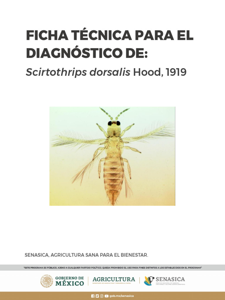 Ficha T Cnica Scirtothrips Dorsalis | PDF | Abdomen | Asia