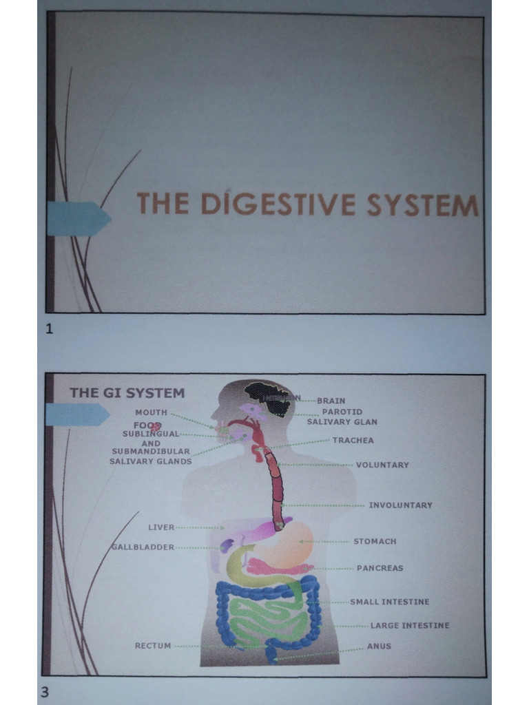 Digestive System | PDF