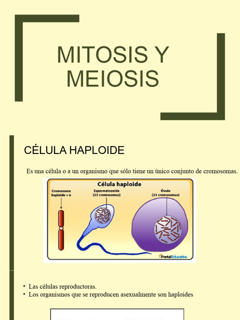 Mitosis y Meiosis | Descargar gratis PDF | Mitosis | Mitosis