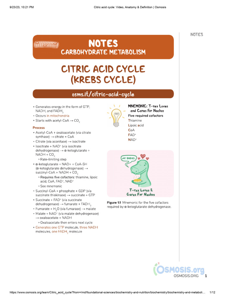 Citric Acid Cycle Overview and Video | PDF | Cellular Processes | Cell ...