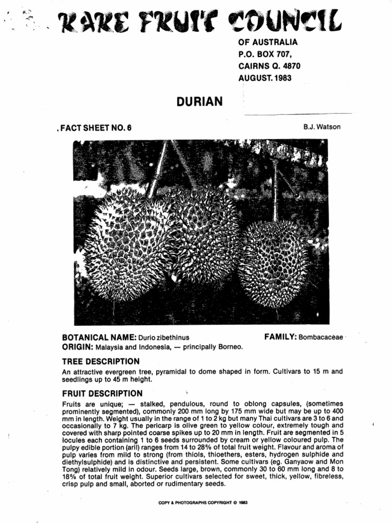 Durian Cultivation Guide Australia | PDF | Grafting | Fruit