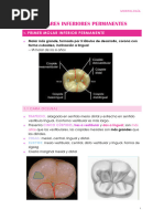 Segundo Molar Inferior | PDF | Ramas de Odontología | Boca