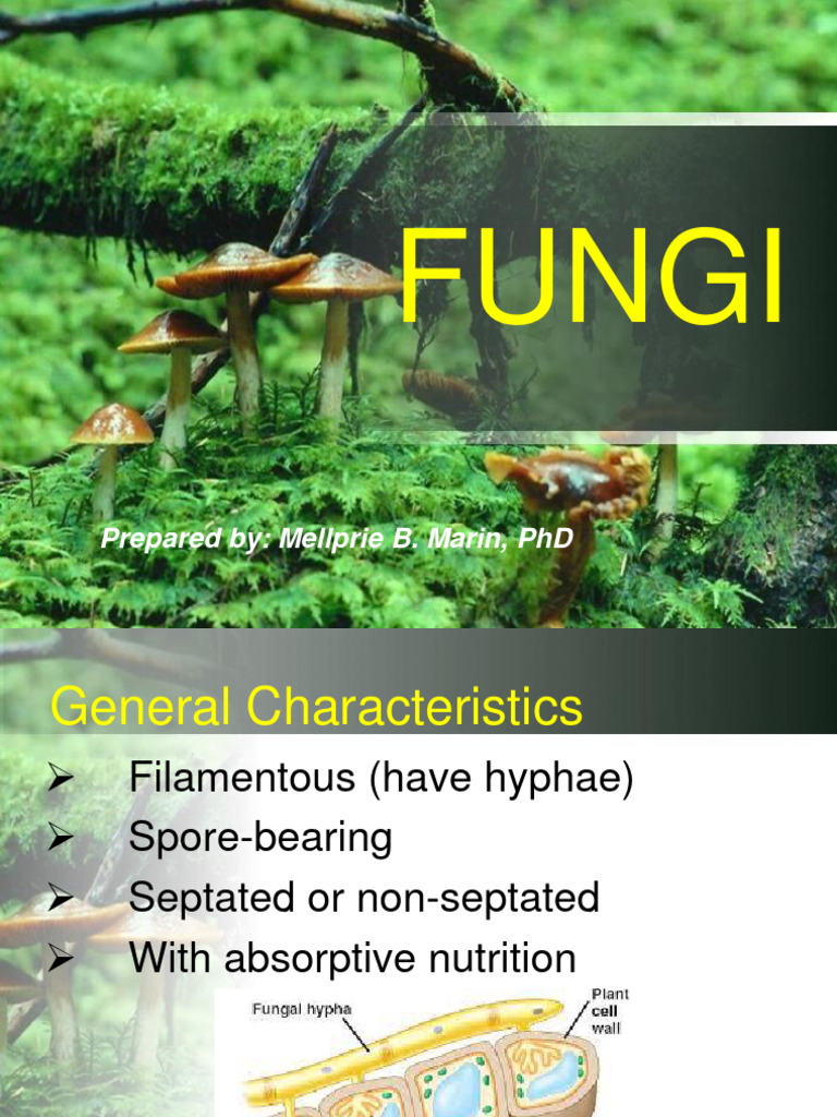 Unit 7c. Fungi | PDF | Fungus | Organisms