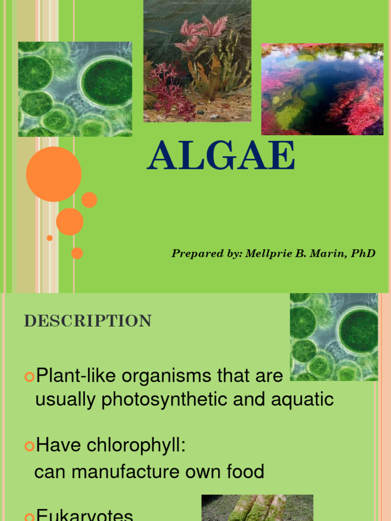 Understanding Algae: Types and Significance | PDF
