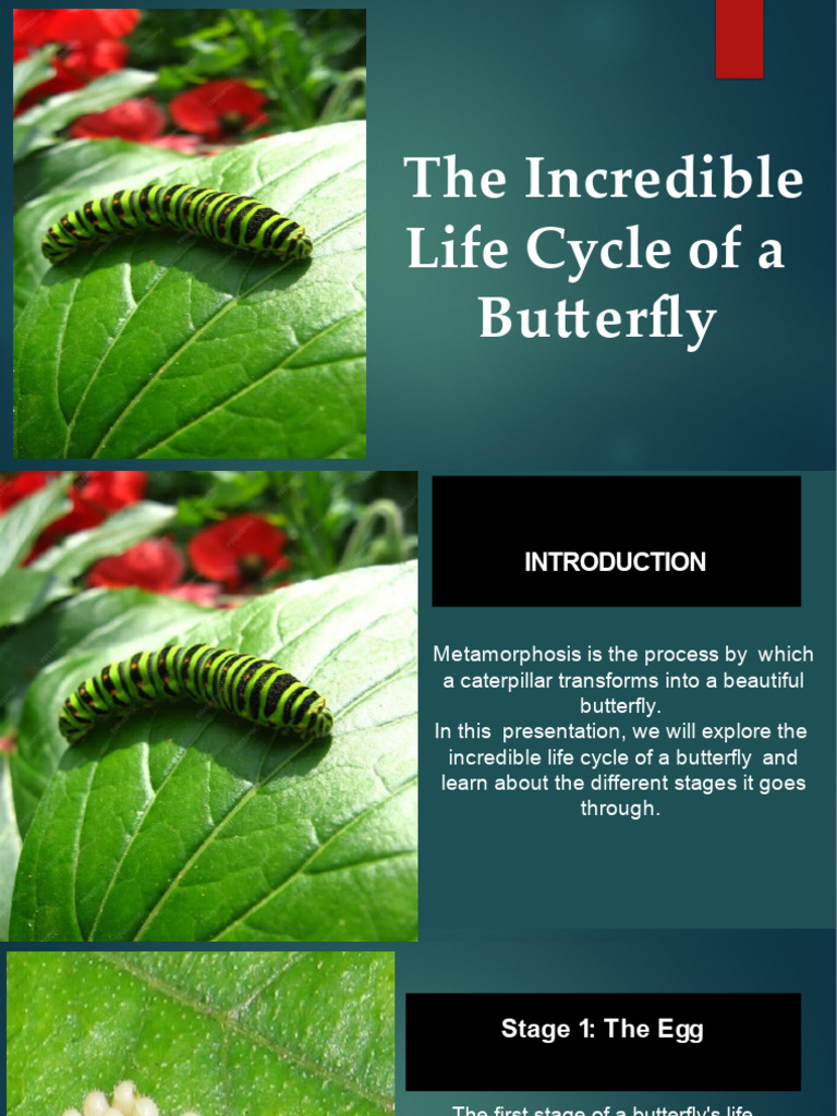 Life Cycle of A Butterfly | PDF