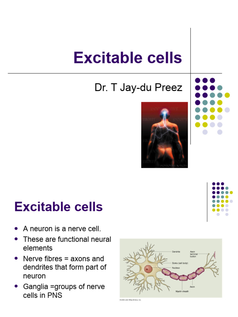 Excitable Cells Lecture 2 | PDF | Axon | Neuron
