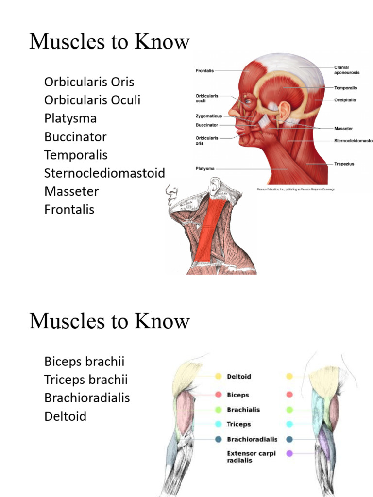 All Muscles To Know Powerpoint | PDF