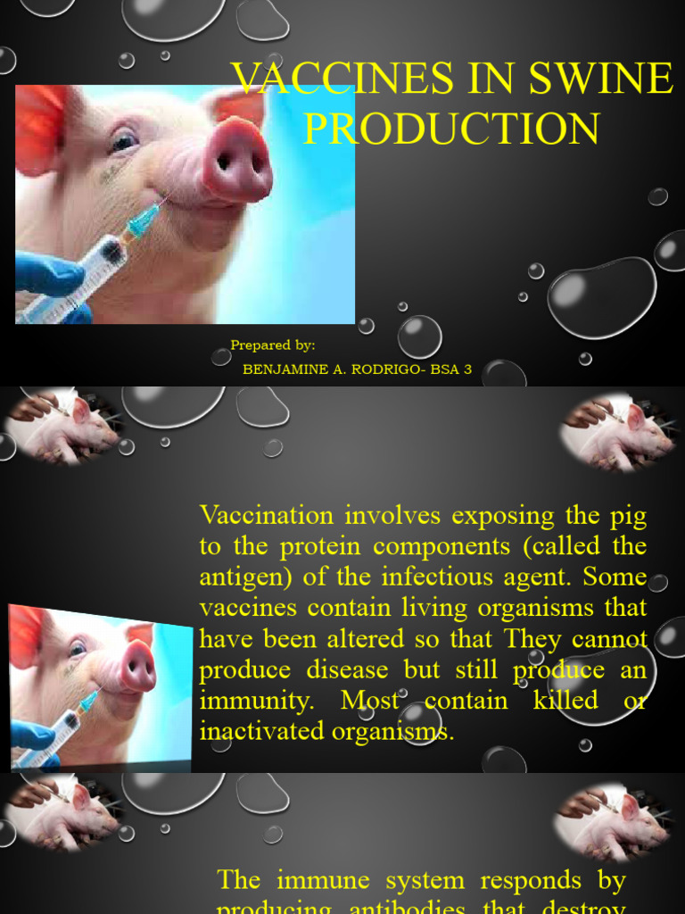 Vaccines in Swine Production | PDF | Vaccines | Immunity (Medical)