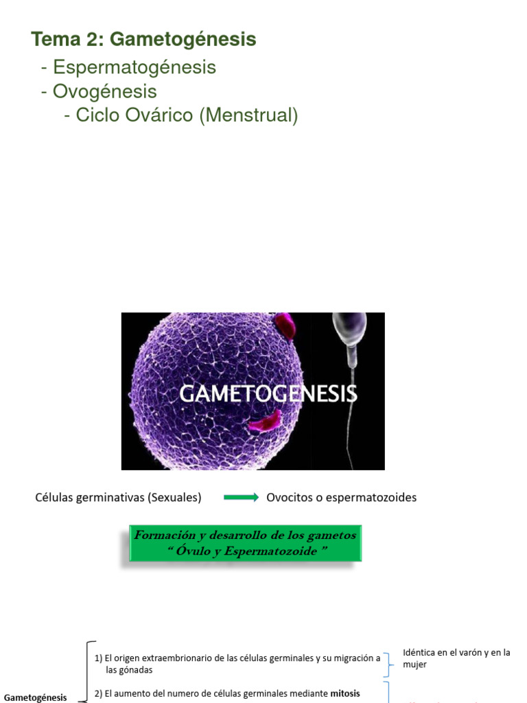 2 Gametogenesis | PDF | Ovario | Ciclo menstrual