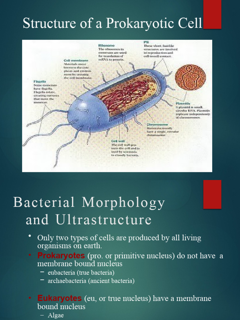 Structure of Prokaryotic Cell | PDF | Bacteria | Cell (Biology)