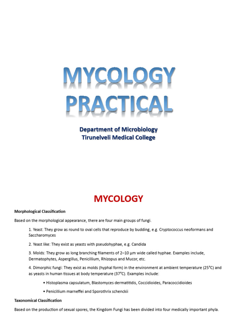 Mycology Practical 16 8 23 | PDF | Aspergillus | Fungus