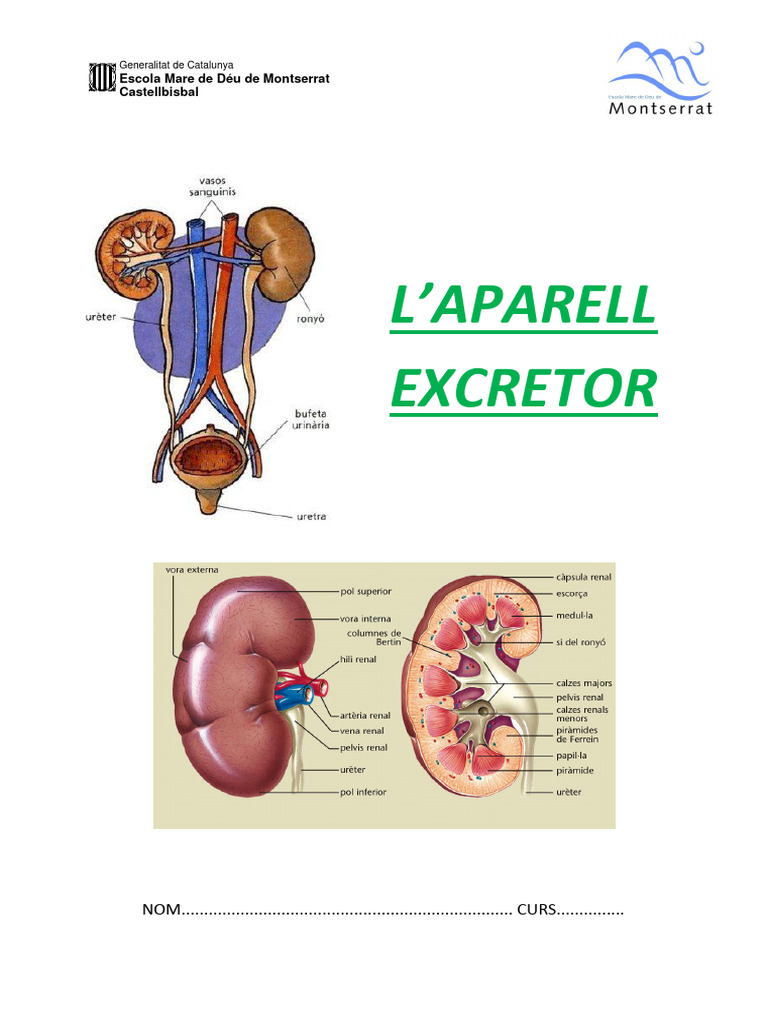 Aparell Excretor | PDF
