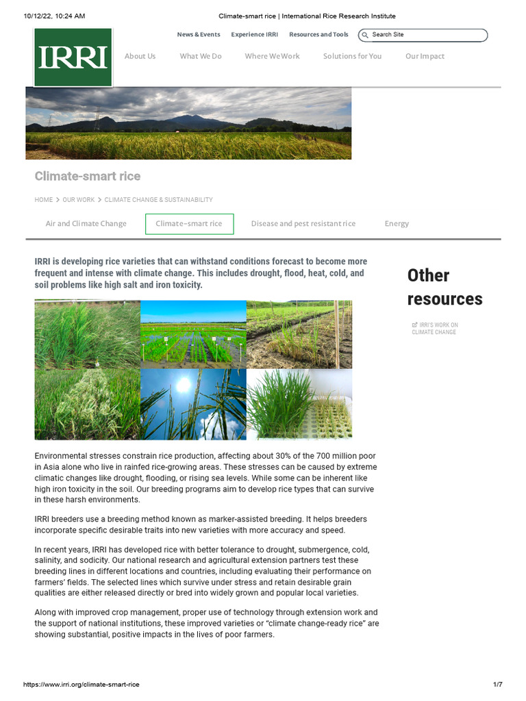 Climate-Smart Rice Innovations | PDF | Rice | Plant Breeding