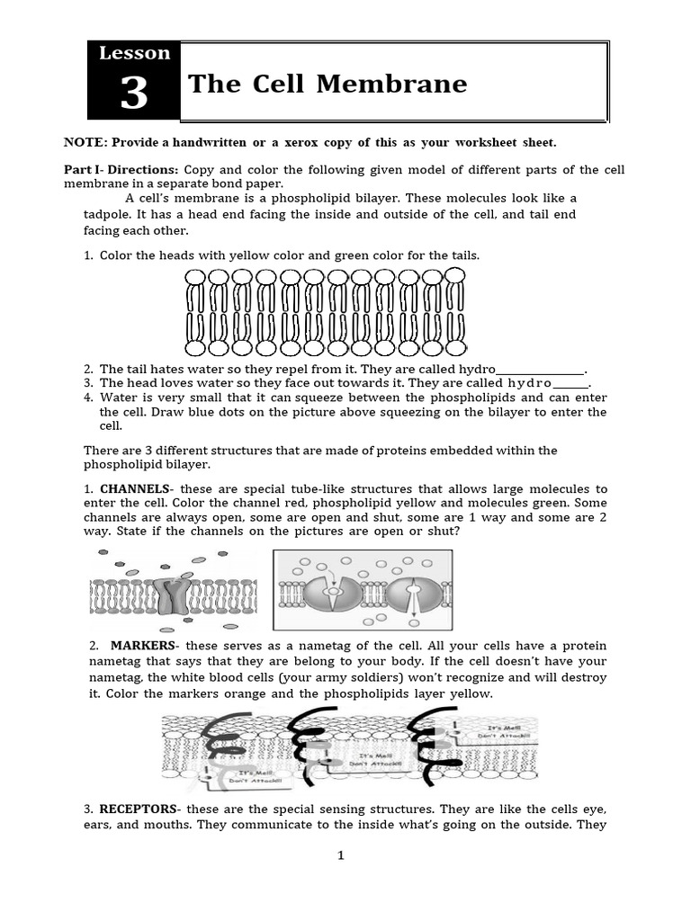 Lesson 3 | PDF | Lipid Bilayer | Cell Membrane