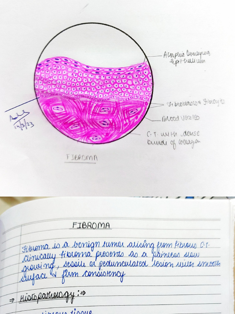 Histology | PDF