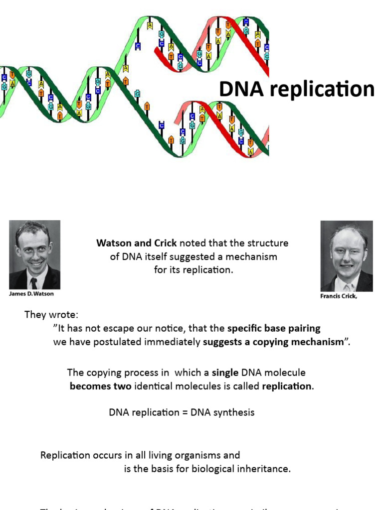 3-DNA Replication 2.lecture ENG | PDF | Dna Replication | Telomere