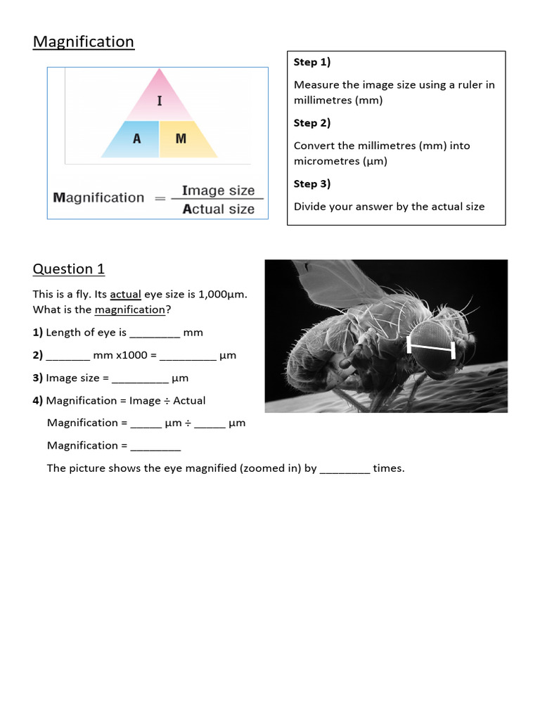 Magnification Questions in Biology | PDF | Optics | Electromagnetic ...