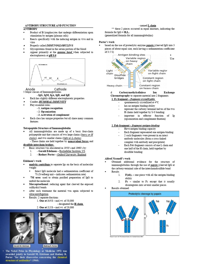 Antibody Structure and Function Overview | PDF | Antibody | Protein Domain
