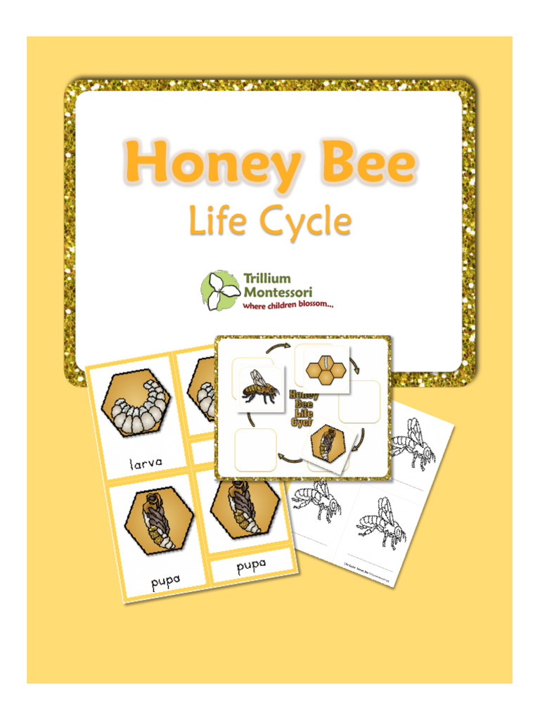 Life Cycles - Honeybee by Trillium Montessori | PDF | Bees | Pupa