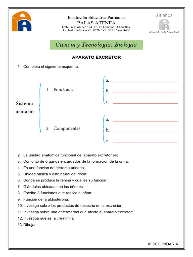 4° - Cta - Fichas de Aplicación - Octubre | PDF | Sistema urinario | Sistema endocrino