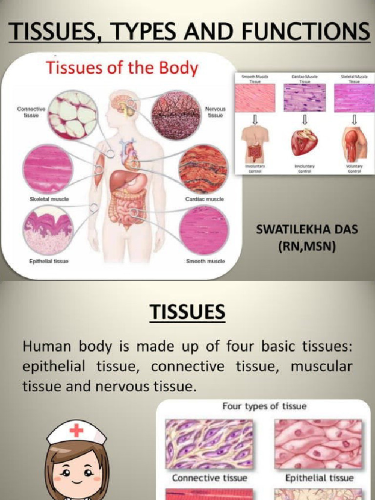 Types of Tissue | PDF
