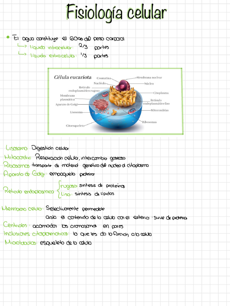 Morfo | PDF | Cerebro | Neurona