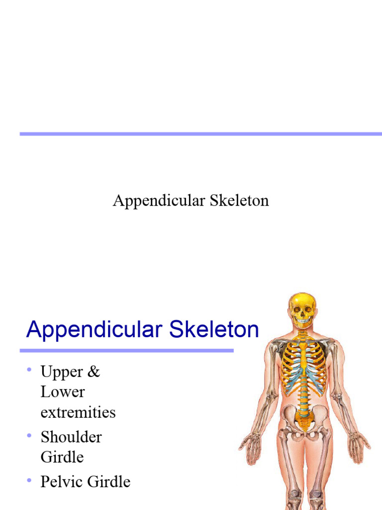 Esqueleto Apendicular: Detalles | PDF | Extremidades (anatomía ...