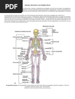 Guía de Reparos Anatómicos Óseos | PDF