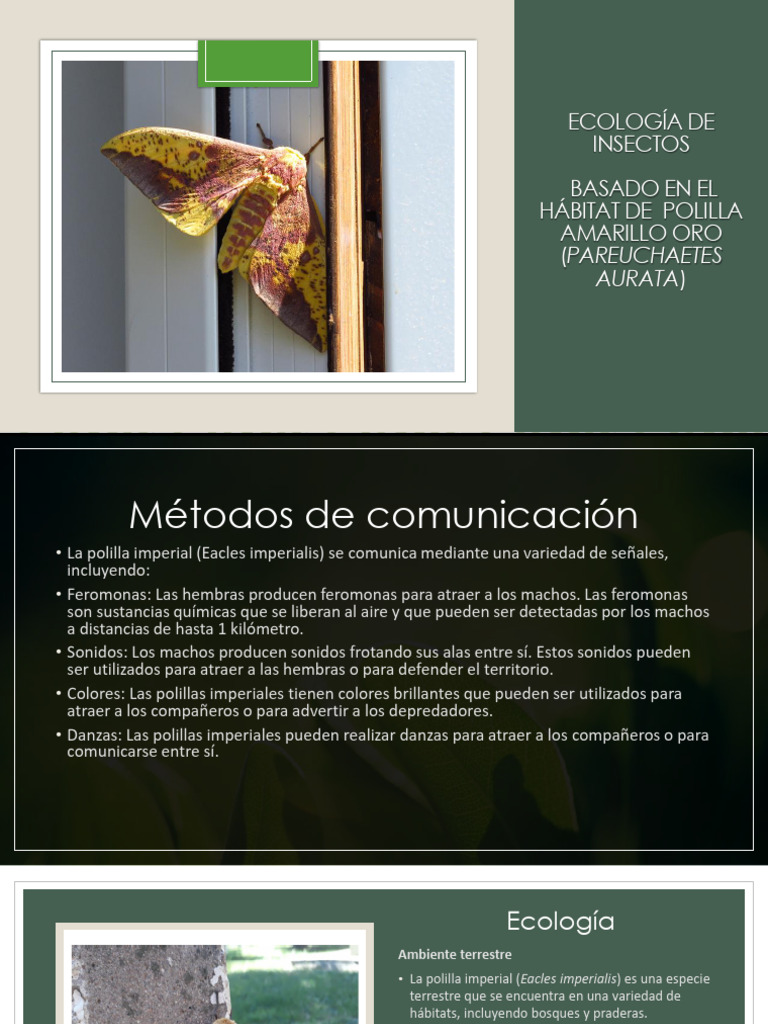 Ecología de Insectos (Polilla Imperial Eacles Imperialis y Escarabajo ...