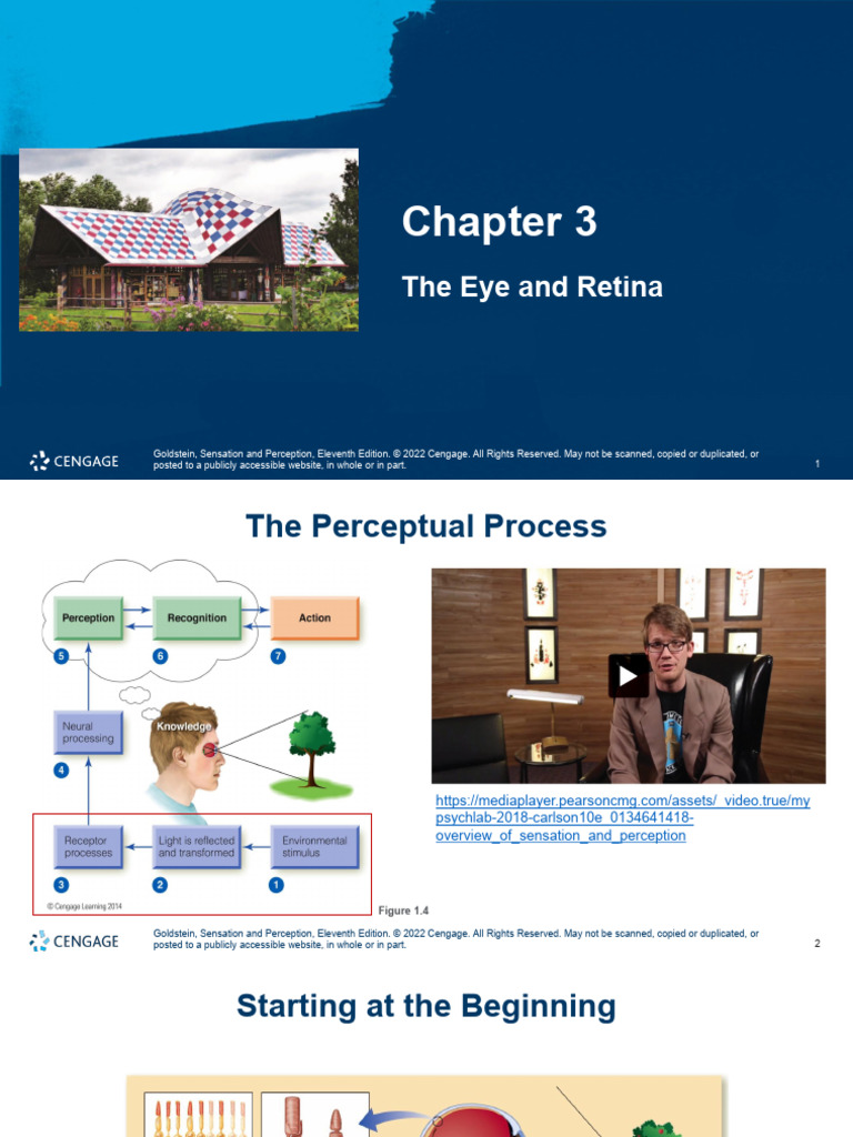 Perception Ch2-3 - The Eye and Retina | PDF | Visual Perception | Retina