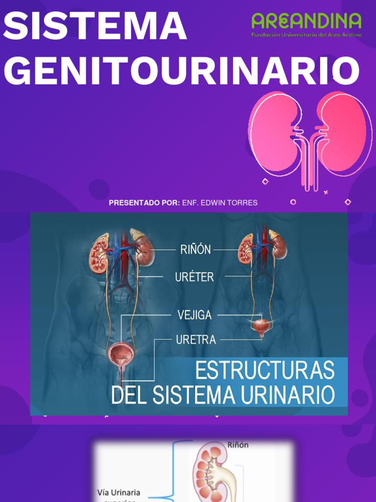 Sistema Genitourinario | PDF | Riñón | Orina