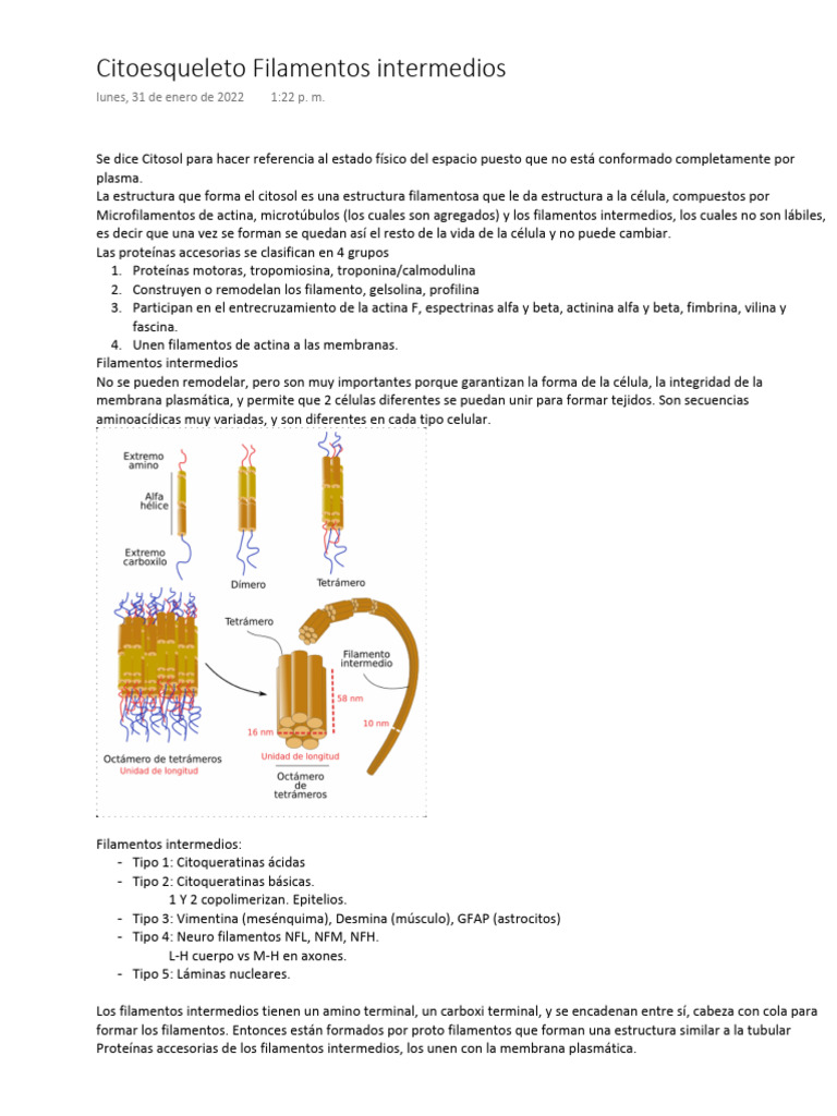 Apuntes Filamentos Intermedios | PDF