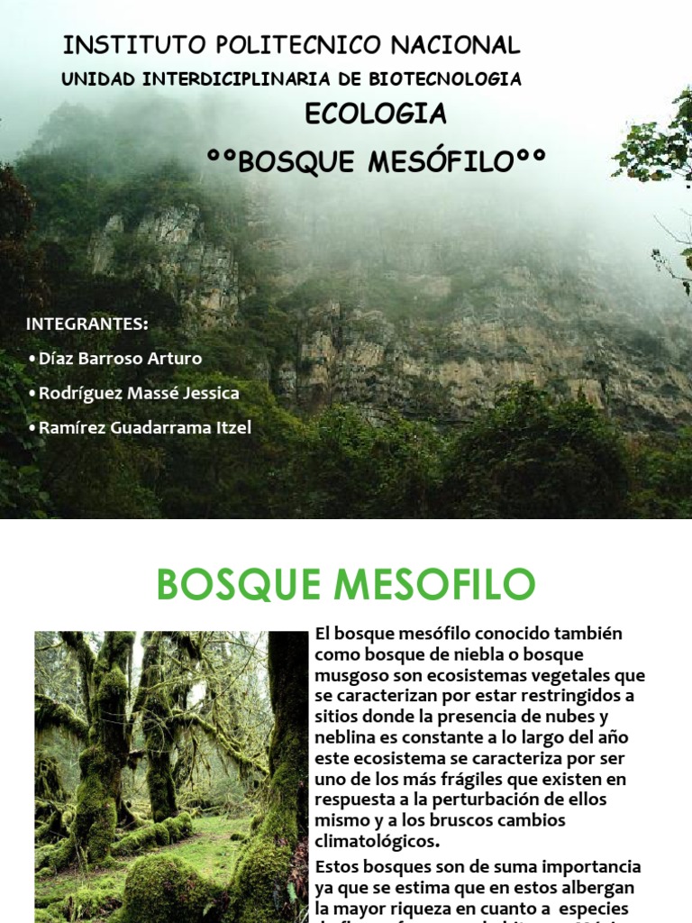 Bosque Mesofilo 2 | PDF | Selva | Los bosques