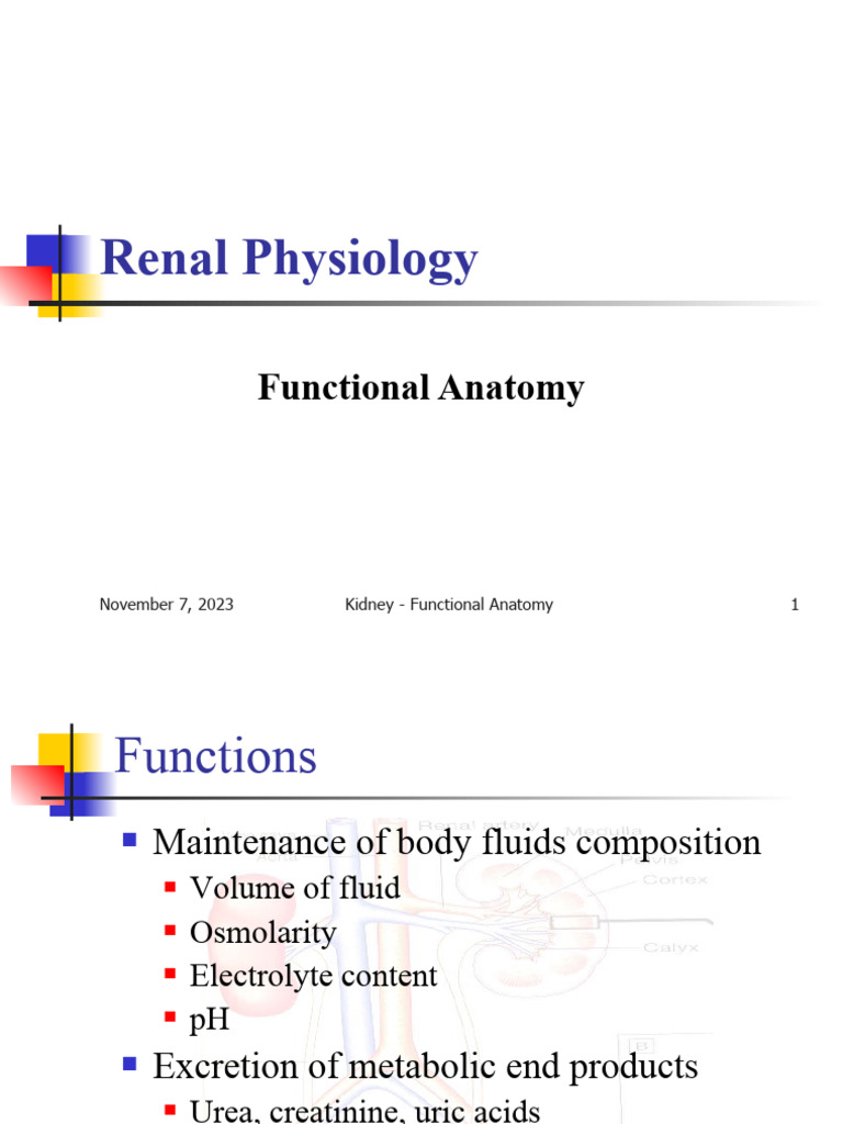 01 Functional Anatomy Kidney | PDF | Kidney | Organ (Anatomy)
