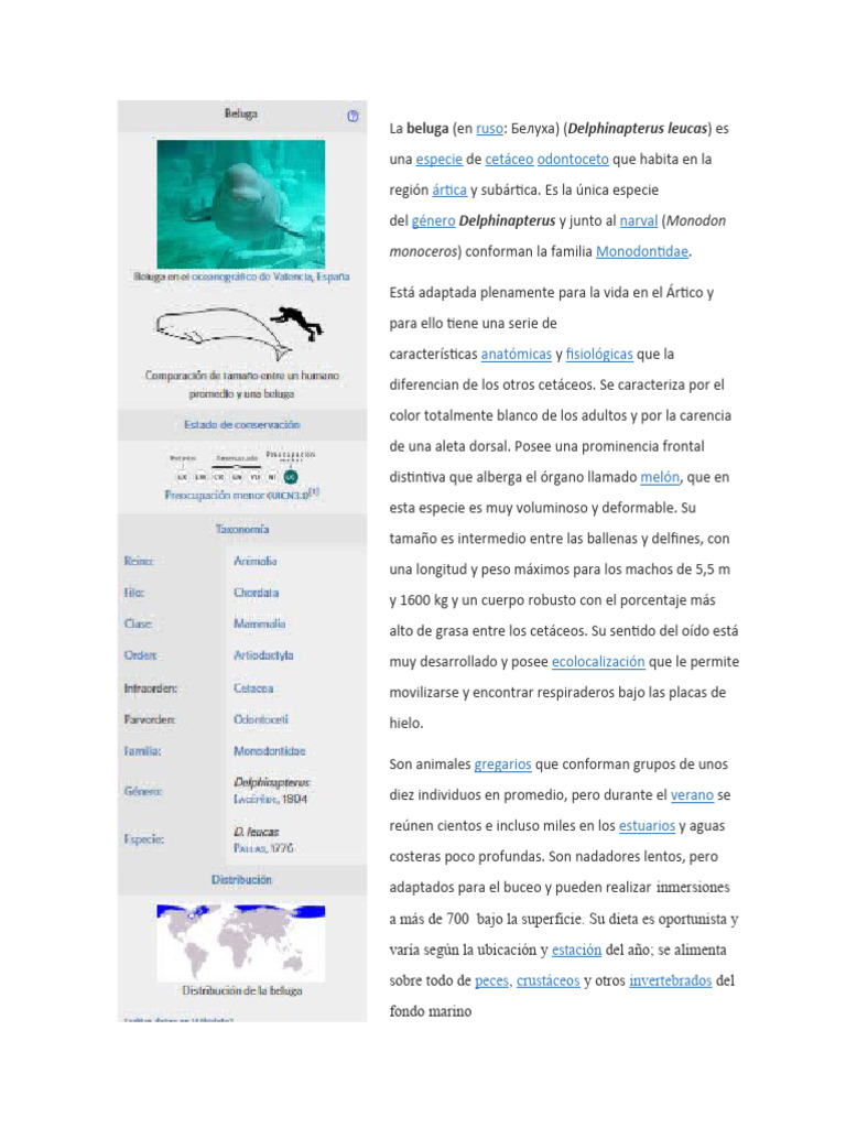 Beluga | PDF | Cetáceos | Mamíferos marinos