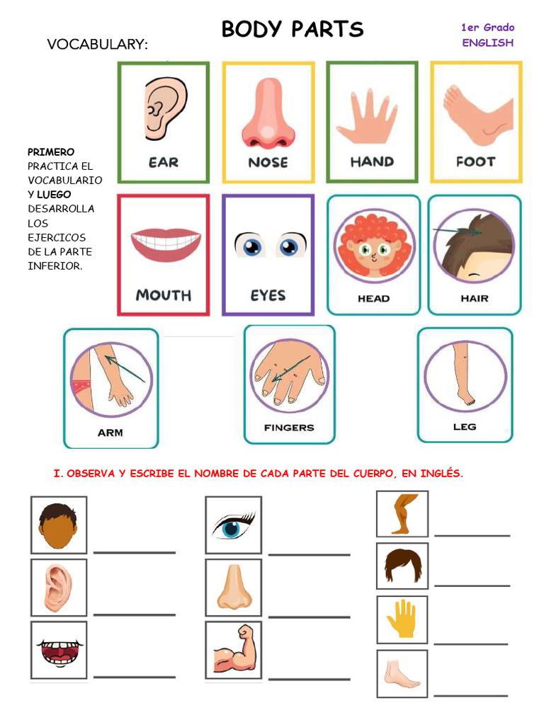 1er Grado - Partes Del Cuerpo | PDF