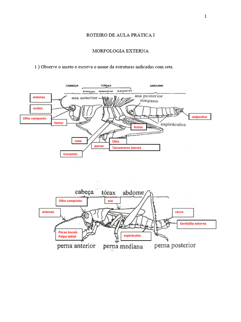 Morfologia Externa - Exercicios Entomologia | PDF | Insetos | Lepidoptera