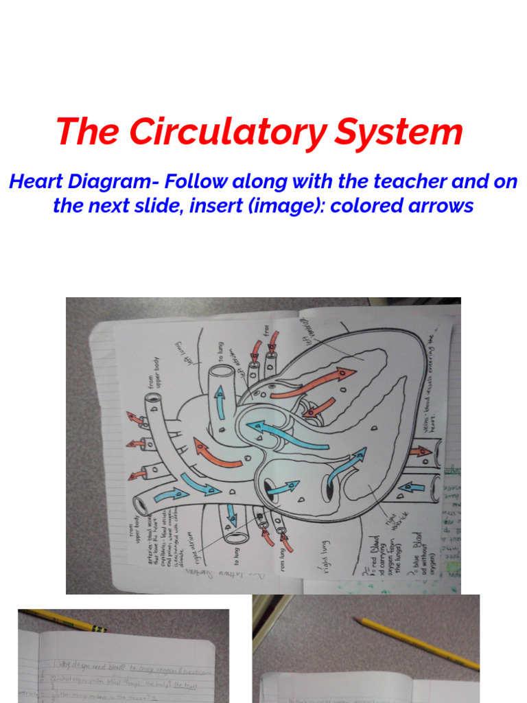 Circulatory System Heart Diagram | PDF | Heart | Heart Valve