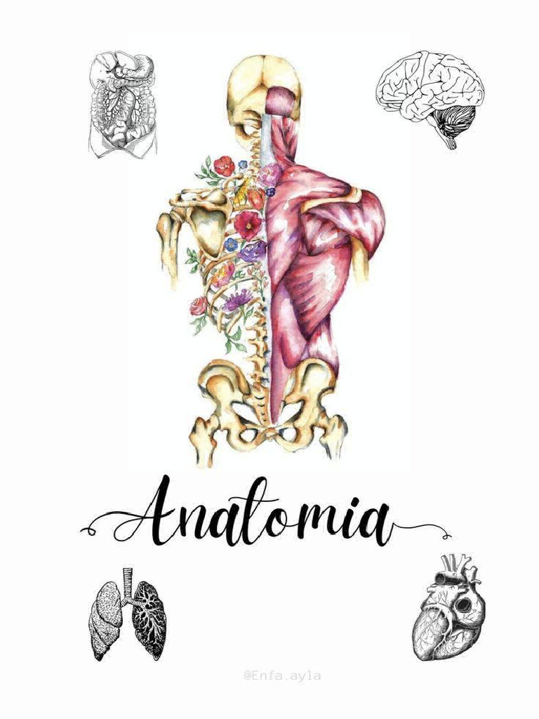 Portada Anatomia | PDF