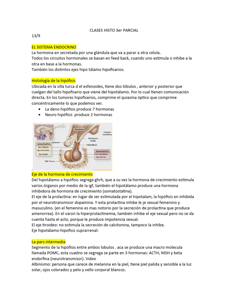 CLASES HISTO 3er PARCIAL | PDF | Riñón | Digestión