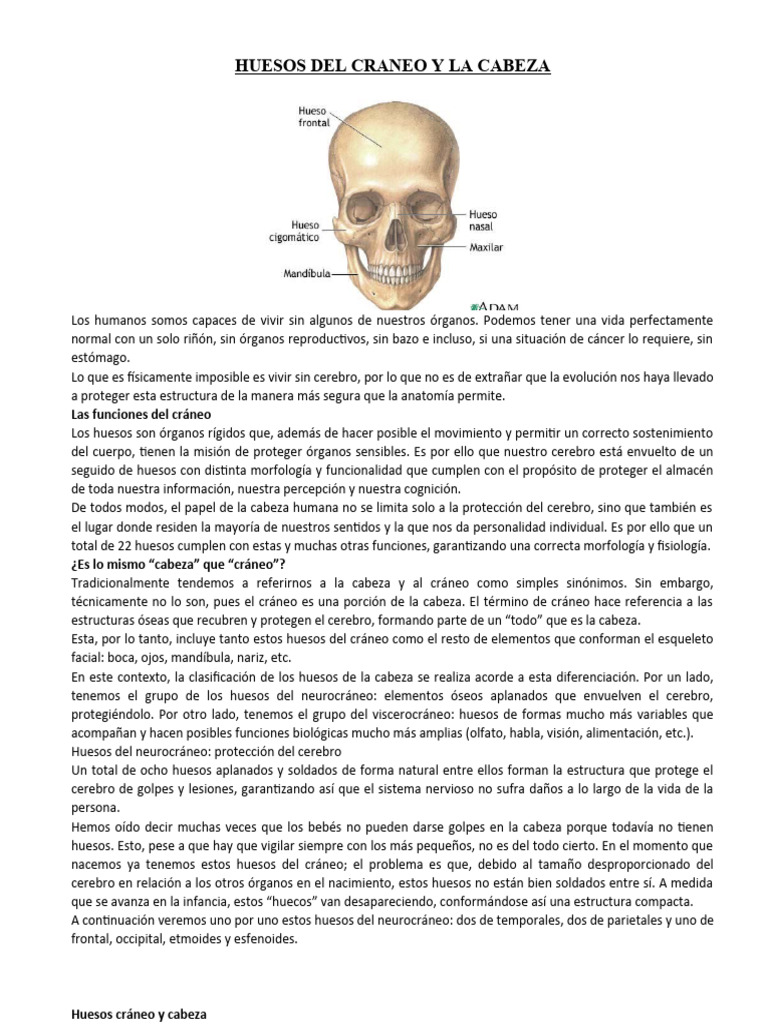 Huesos Del Craneo Y La Cabeza Pdf Cráneo Cerebro
