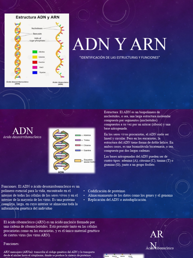 Adn y Arn | PDF | Rna | Adn