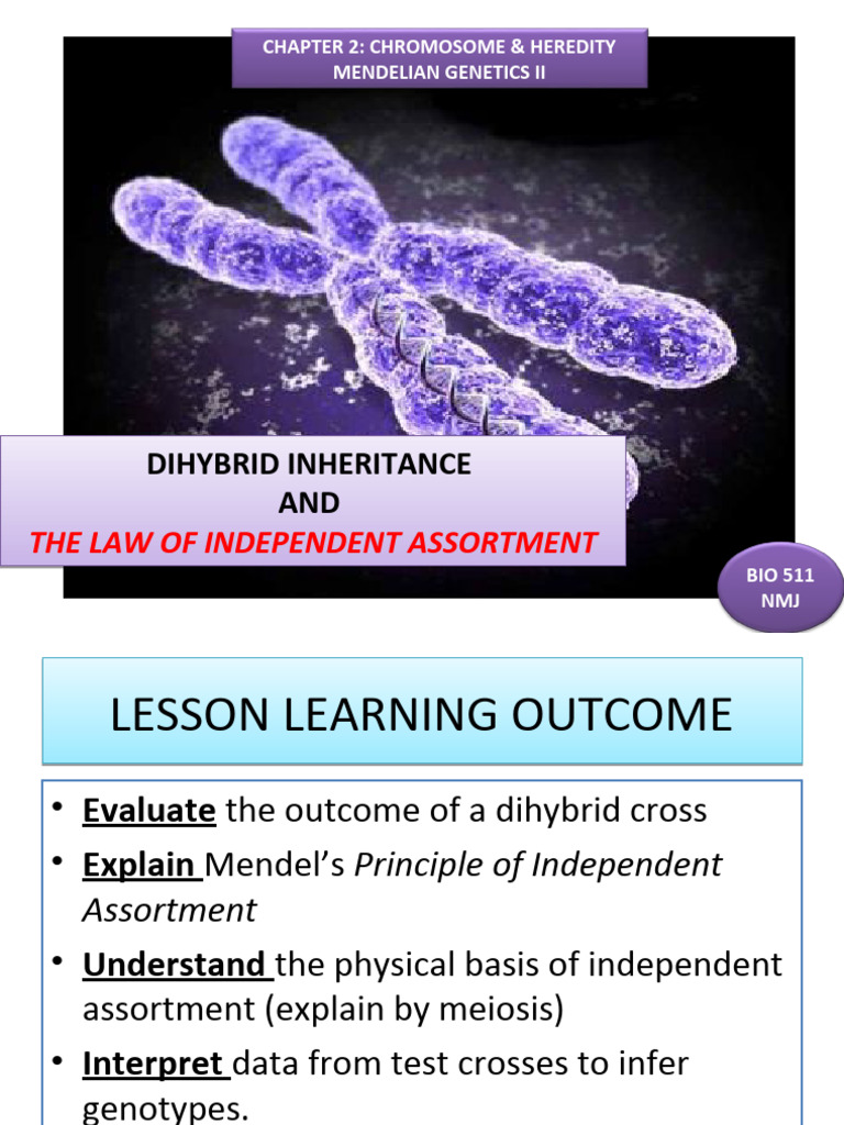 Dihybrid Inheritance & Independent Assortment | PDF | Dominance ...