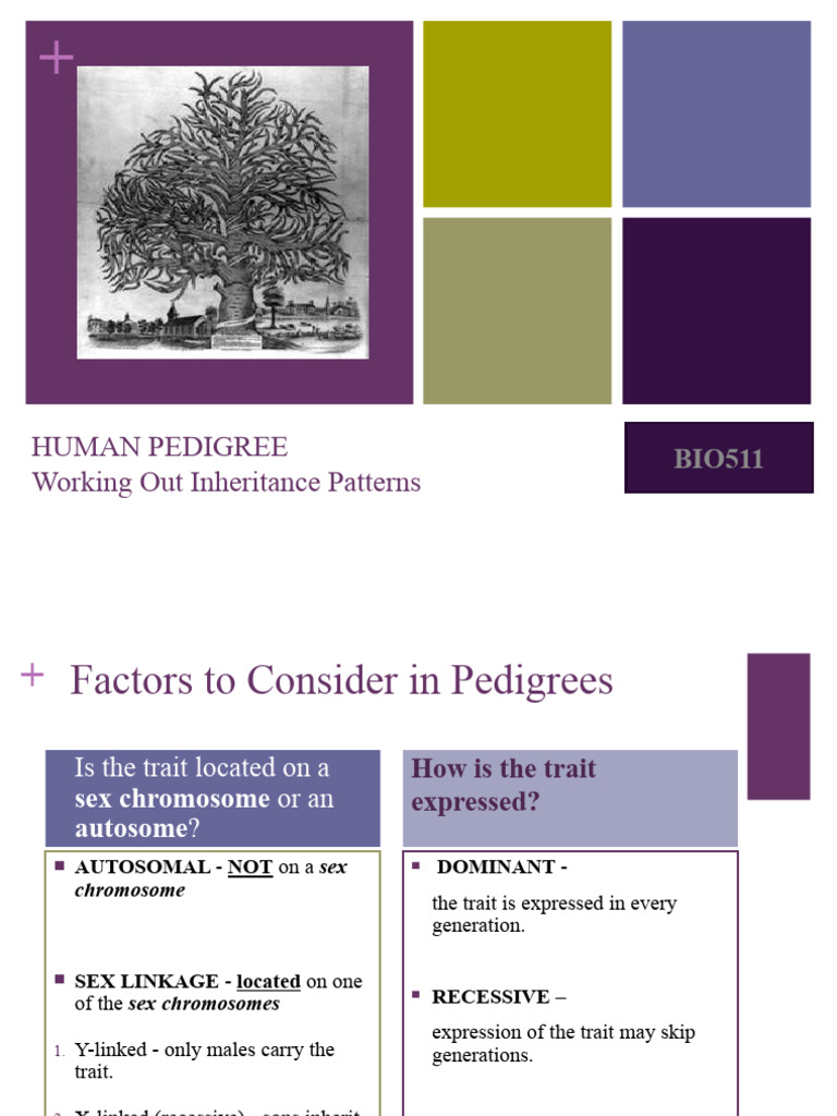 Genetic Inheritance Patterns Guide | PDF | Dominance (Genetics) | Genotype