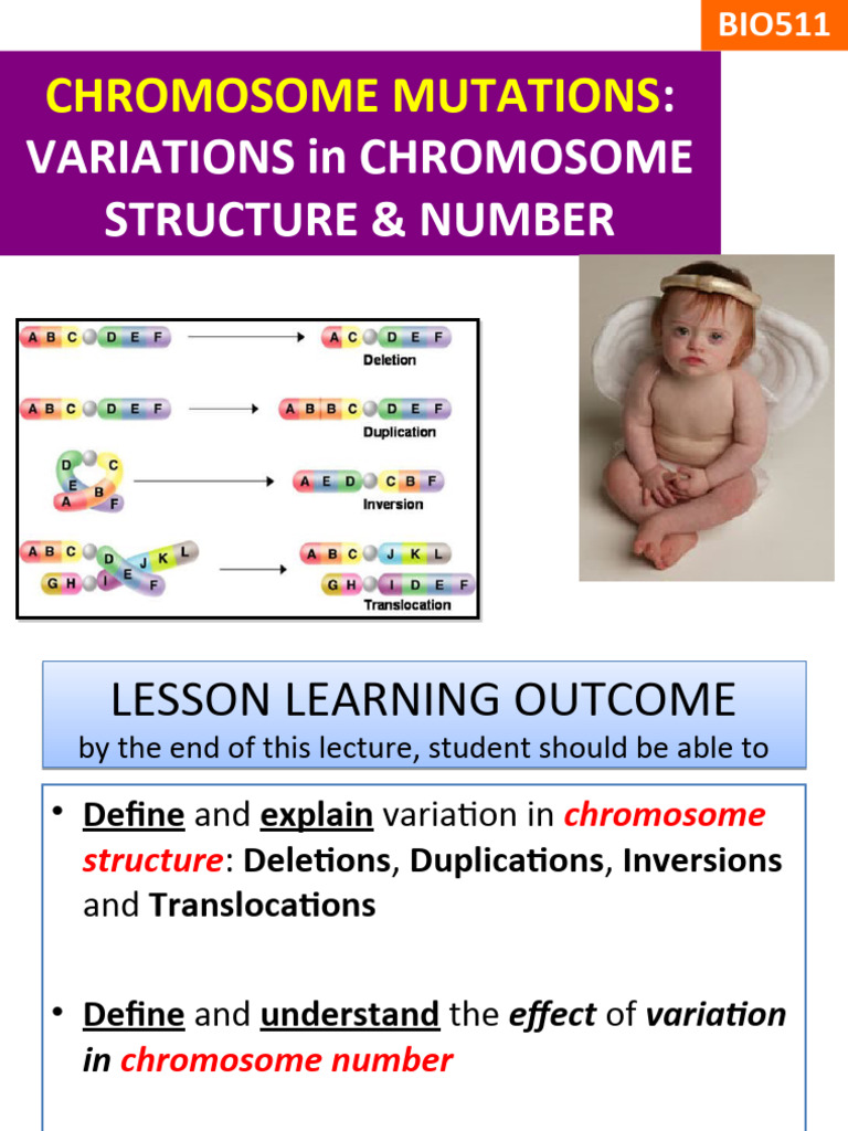 Lec17 Chromosome Variation | PDF | Ploidy | Zygosity