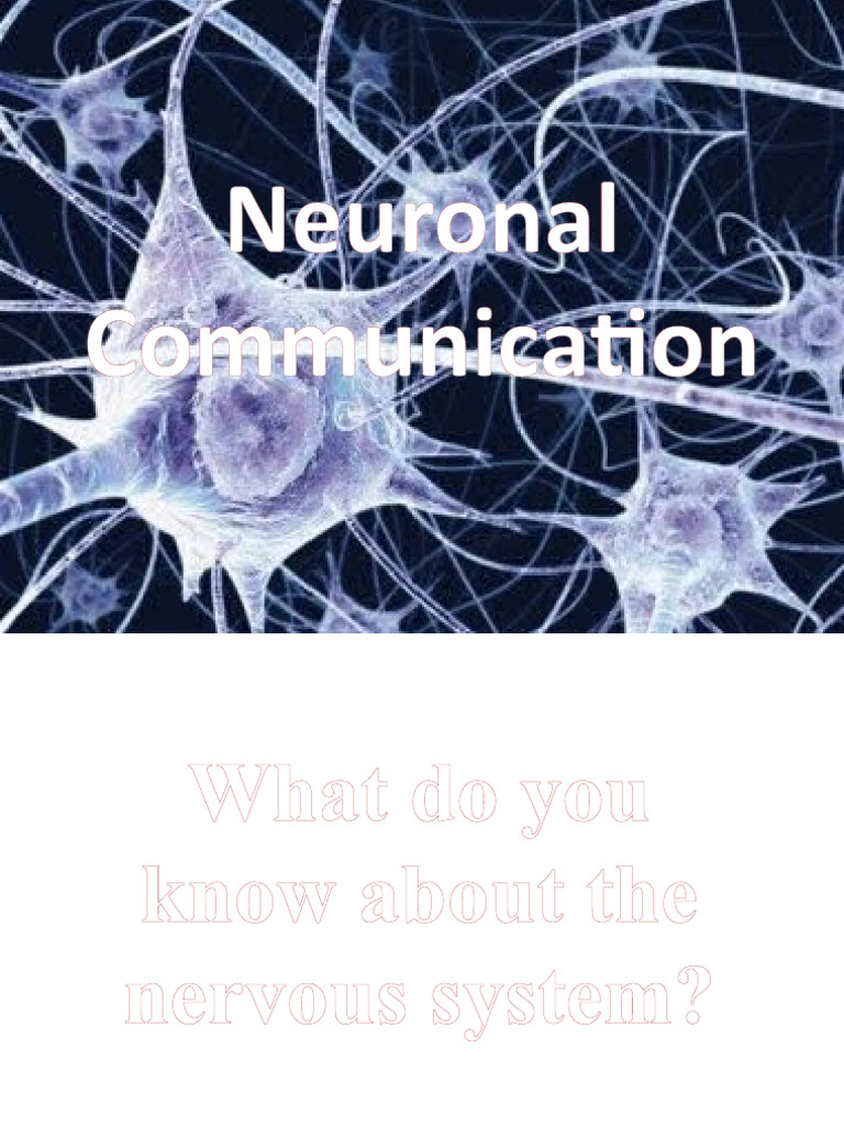5.3 Neuronal Communication POWERPOINT | PDF | Action Potential ...