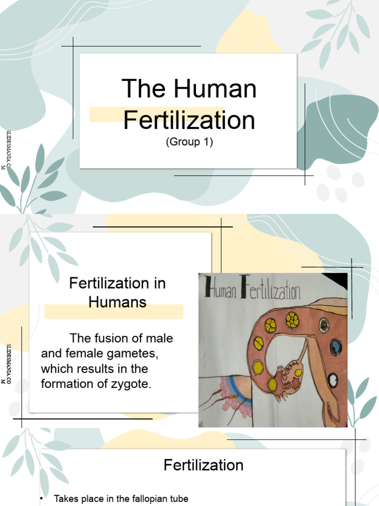 G1 Human Fertilization | PDF | Fertilisation | Developmental Biology